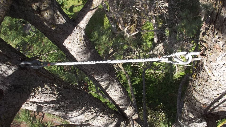 Tree Cabling & Bracing - Madison's #1 Tree Service Co. Tree Cabling & Bracing - Madison's #1 Tree Service Co.