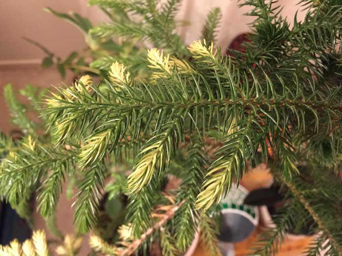 Chlorosis - Madison's #1 Tree Service Co. Capital City Tree Experts