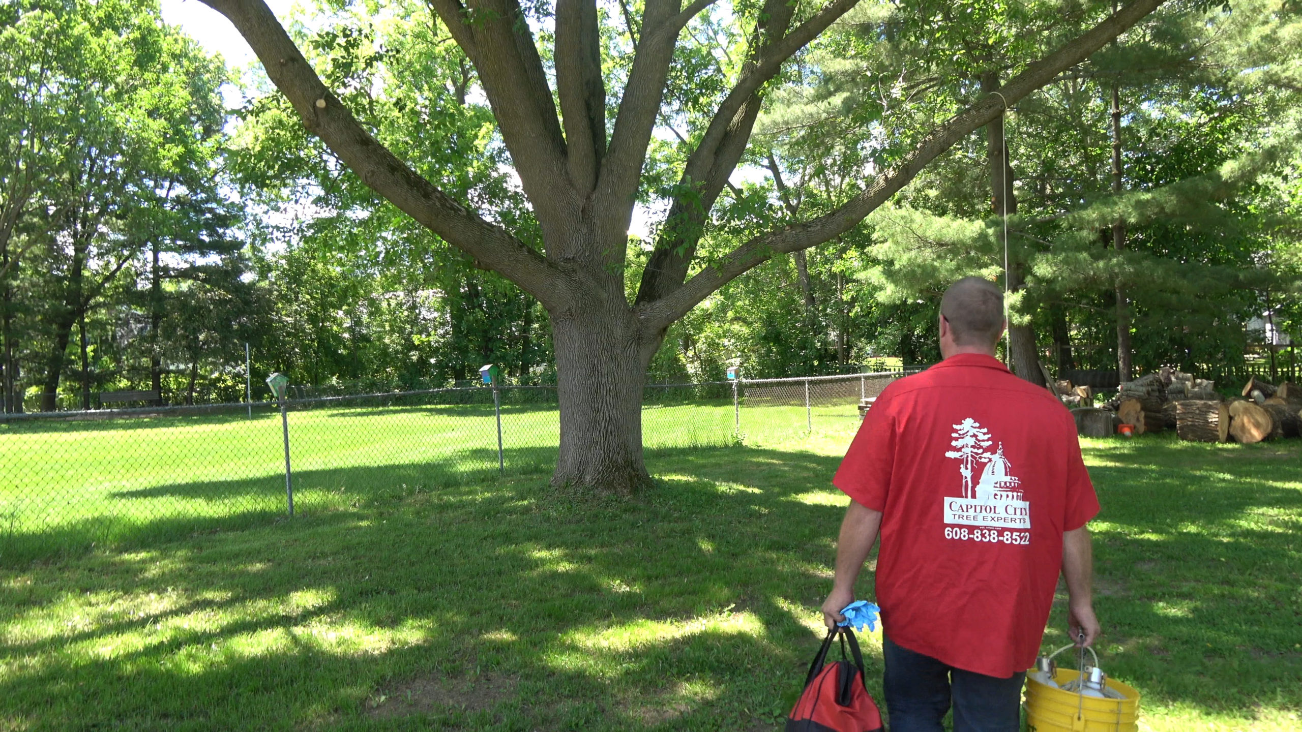 Tree Health Evaluation - Madison's #1 Tree Service Co.