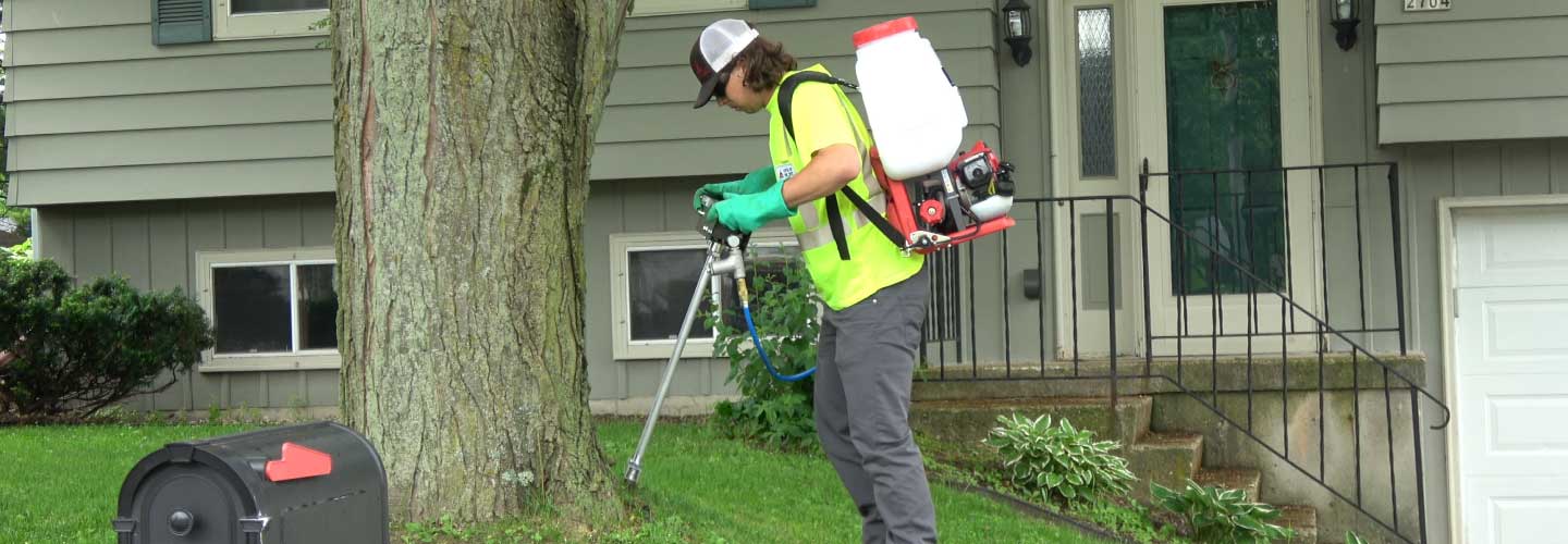 Growth Regulator - Madison's #1 Tree Service Co.