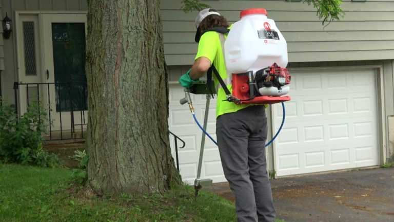 Growth Regulator - Madison's #1 Tree Service Co.