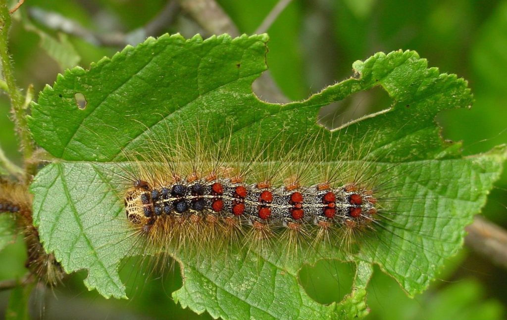 Spongy “Gypsy” Moth Wisconsin | Madison's #1 Tree Service Co.