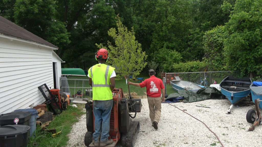 Tree Planting - Madison's #1 Tree Service Co.