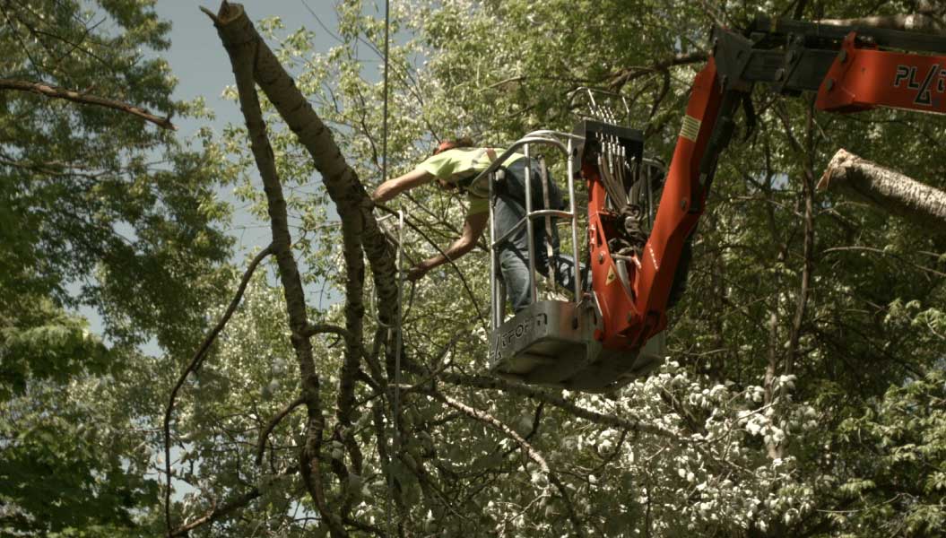 Tree Removal - Madison's #1 Tree Service Co.