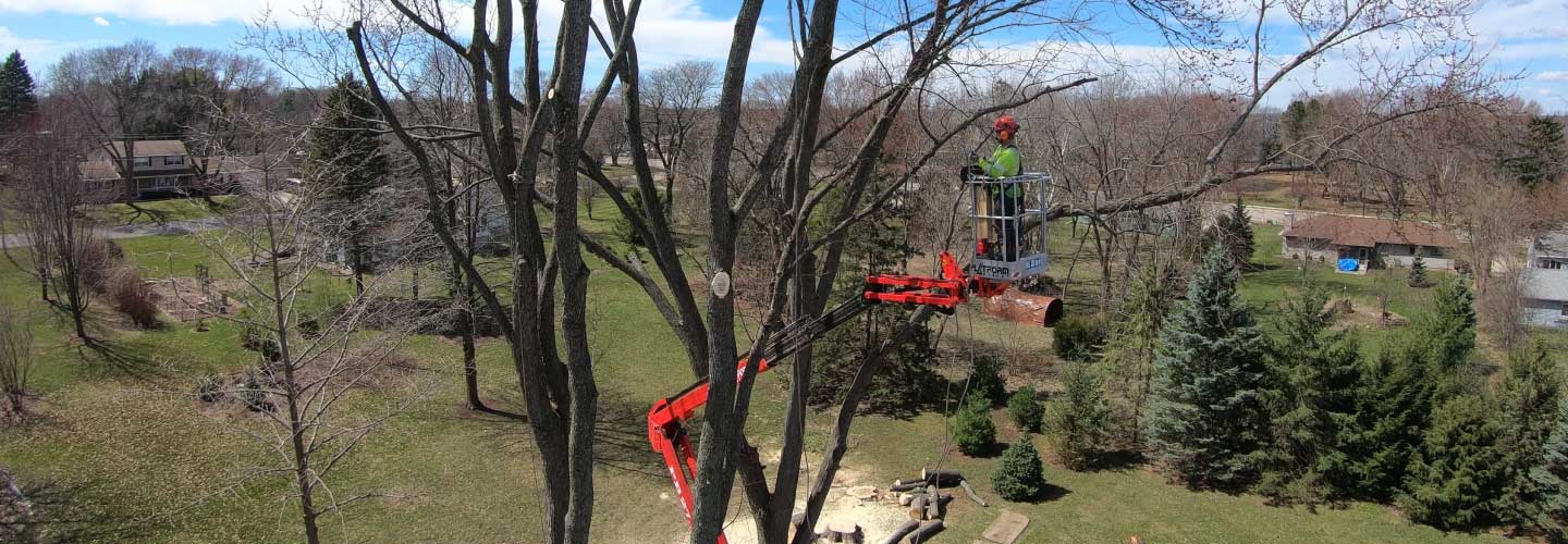 Tree Removal - Madison's #1 Tree Service Co.
