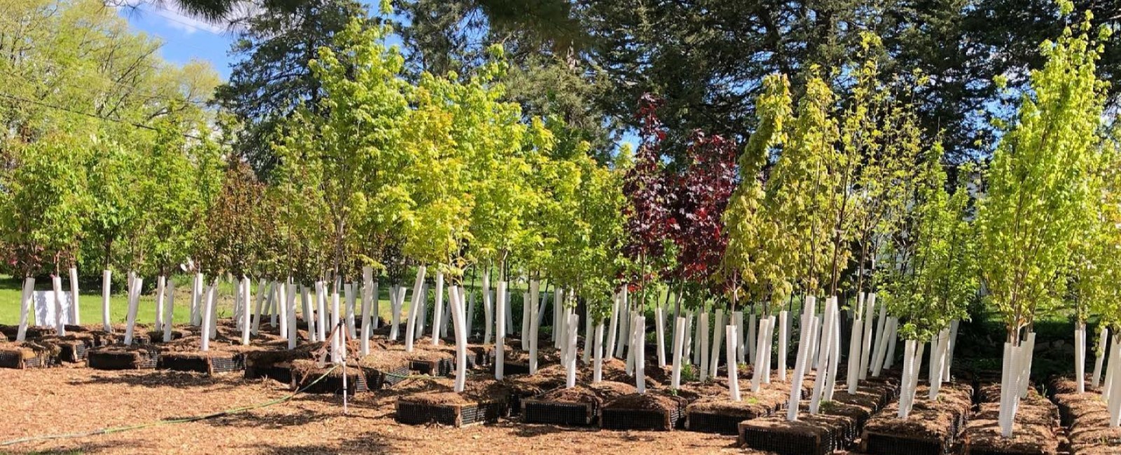 Tree Planting - Madison's #1 Tree Service Co.